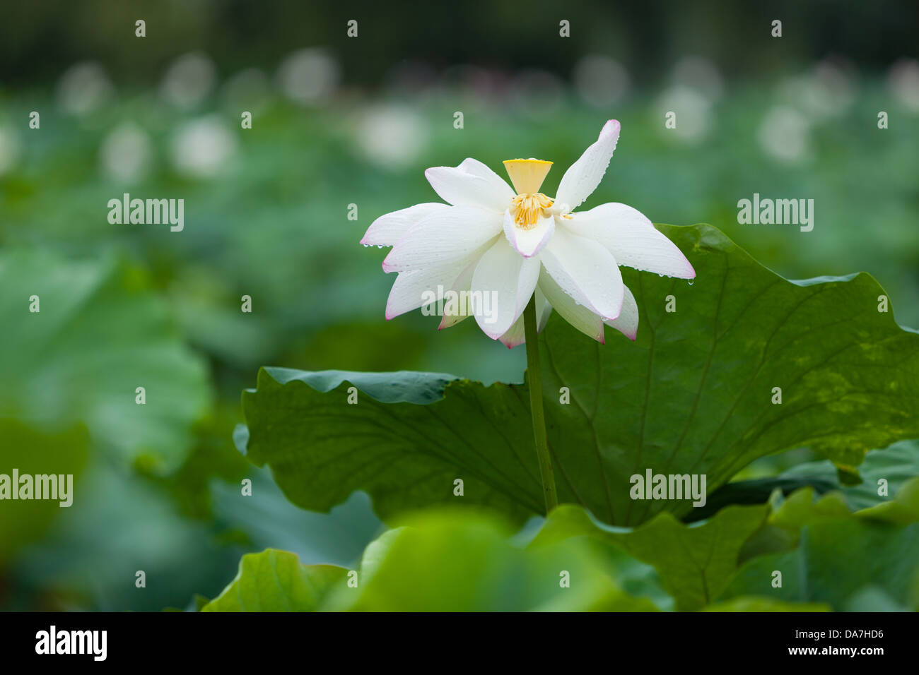 Single blooming white lotus, with water drops Stock Photo - Alamy