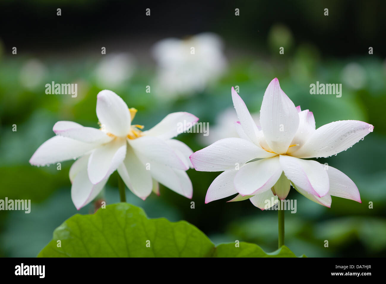 Lotus flower leaf water drops hi-res stock photography and images - Alamy