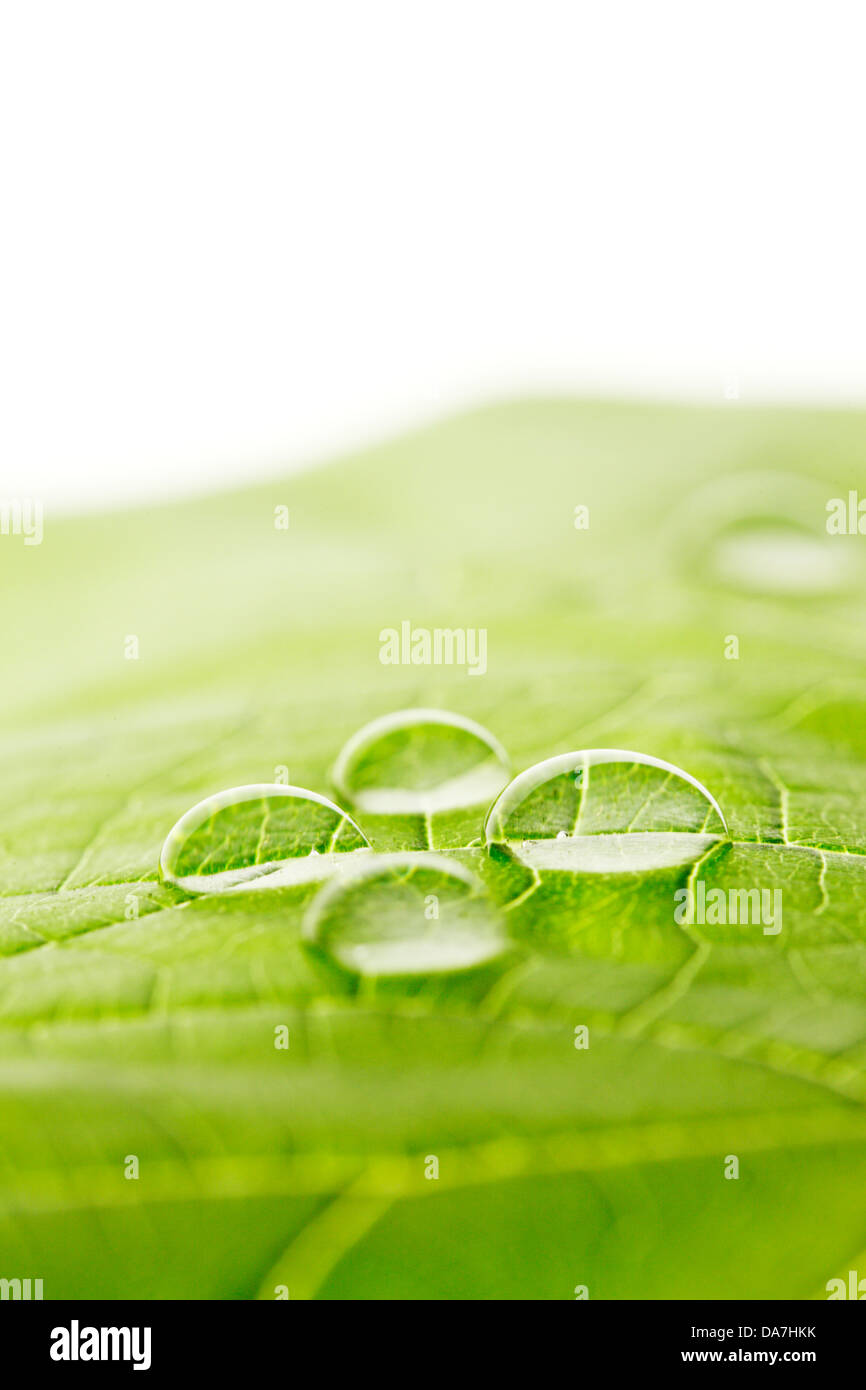 Water drops on green fresh leaf macro Stock Photo - Alamy