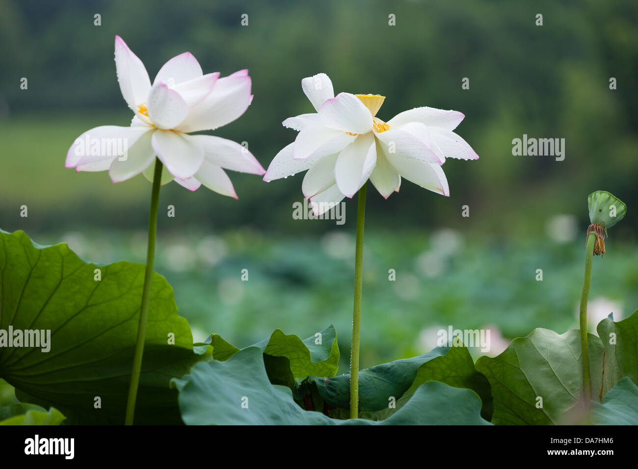 Lotus flower leaf water drops hi-res stock photography and images - Alamy