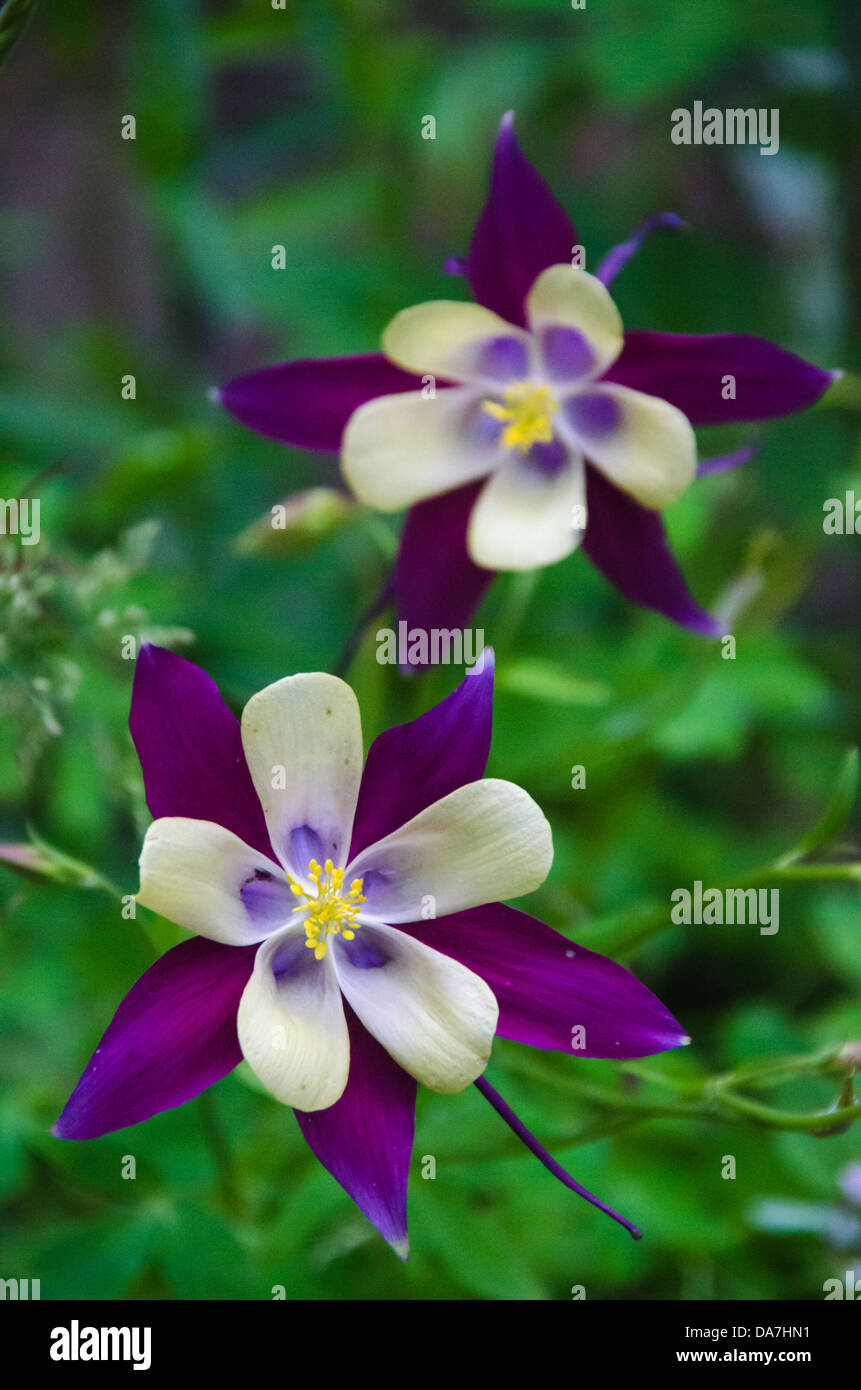 Two flowers hi-res stock photography and images - Alamy