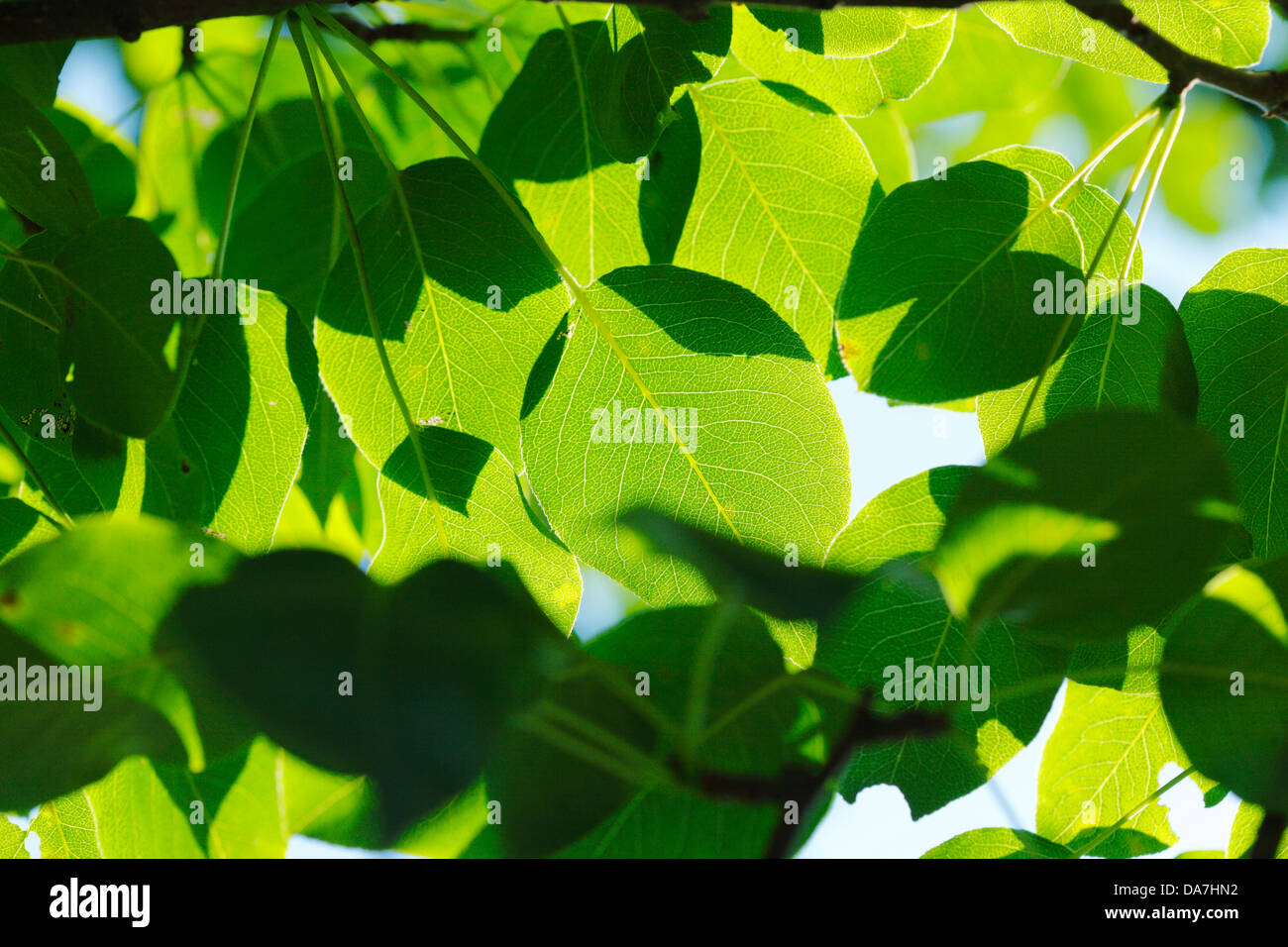 Beautiful green leaf background close-up Stock Photo - Alamy