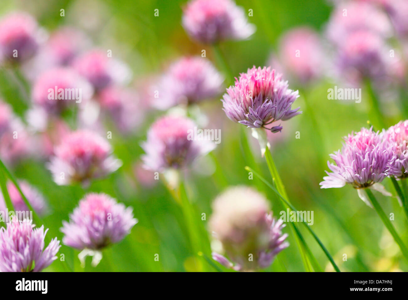 Blossoms of Allium Schoenoprasum close-up in sunlight Stock Photo - Alamy