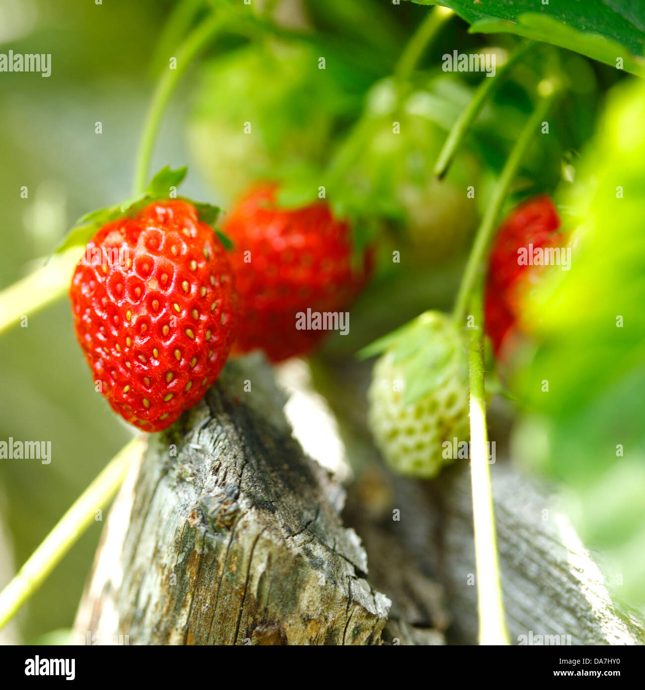 Ripe and unripe strawberry plant hi-res stock photography and images ...