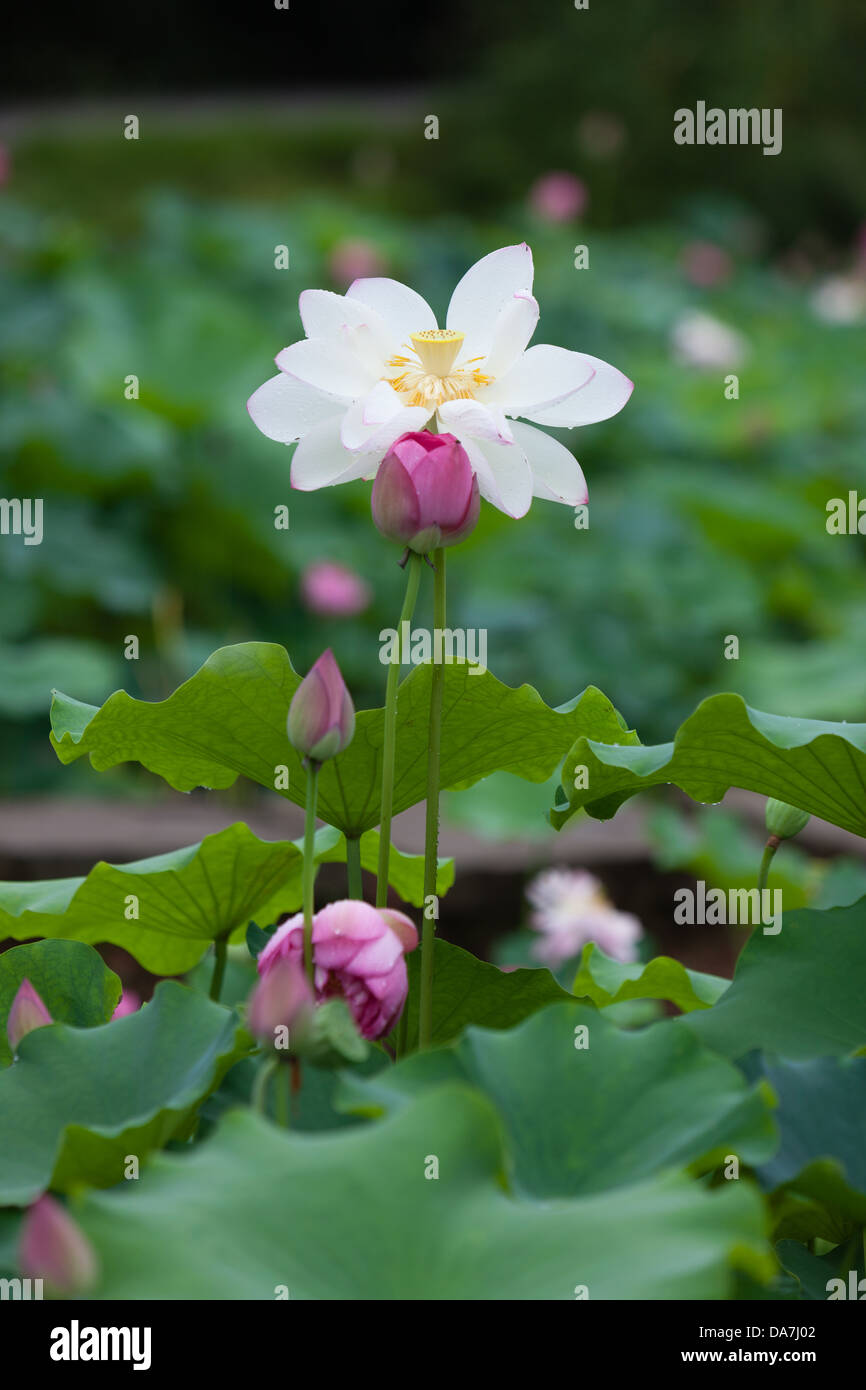 White blooming lotus buds hi-res stock photography and images - Alamy