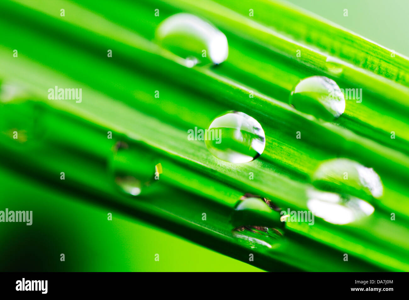 Water drops on the green grass blade macro Stock Photo - Alamy