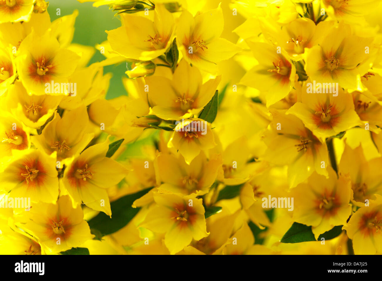Abstract yellow flowers hi-res stock photography and images - Alamy