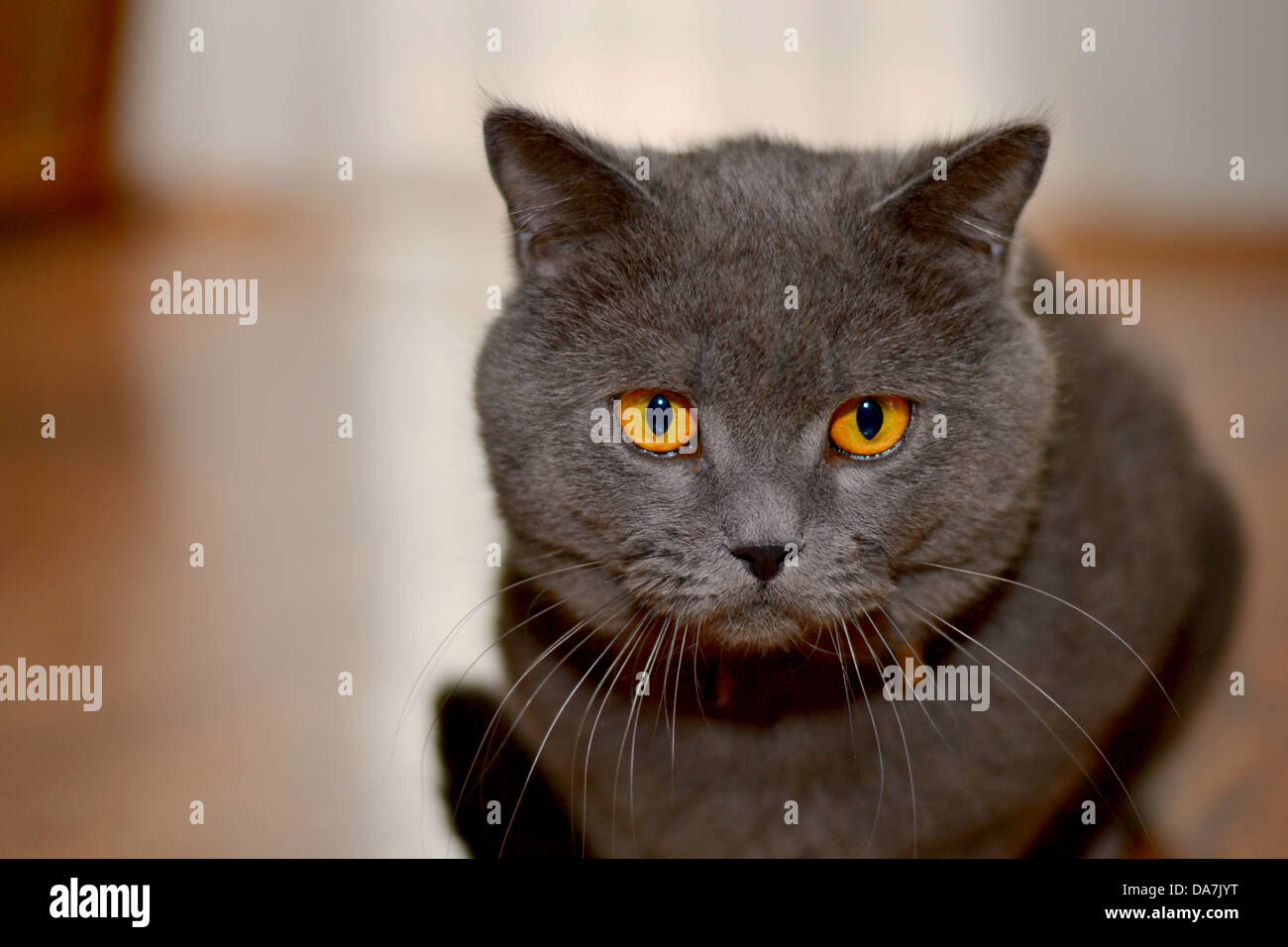 This is a photo of British blue cat Stock Photo - Alamy