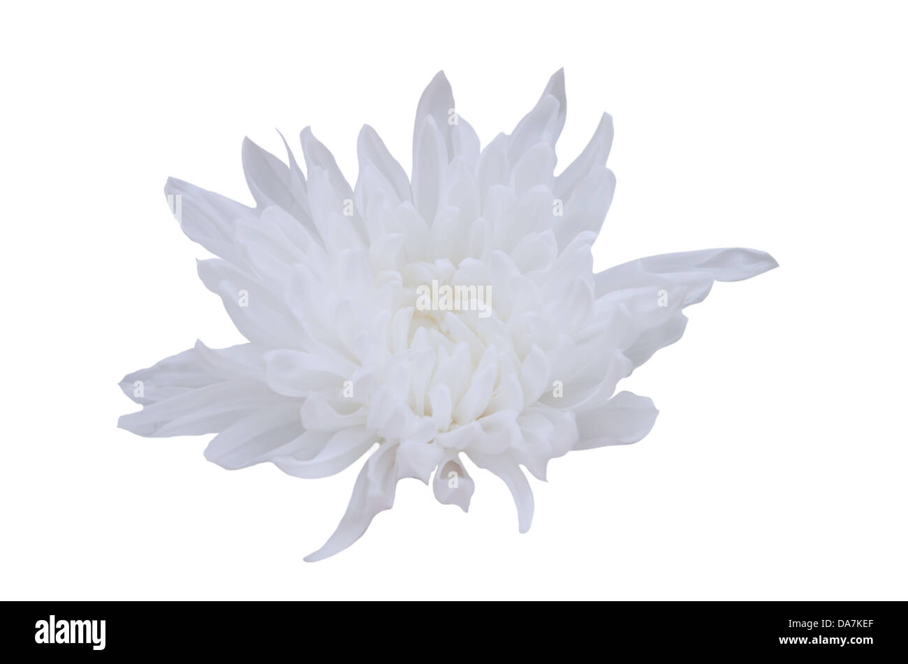 white flower over white background , single object Stock Photo - Alamy