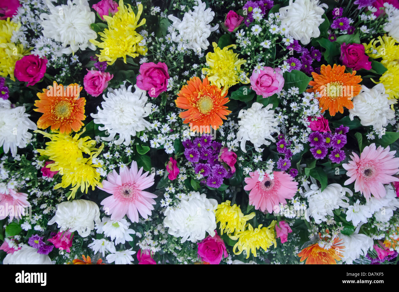 mixed of colorful flower bouquet , fresh flora full background Stock ...