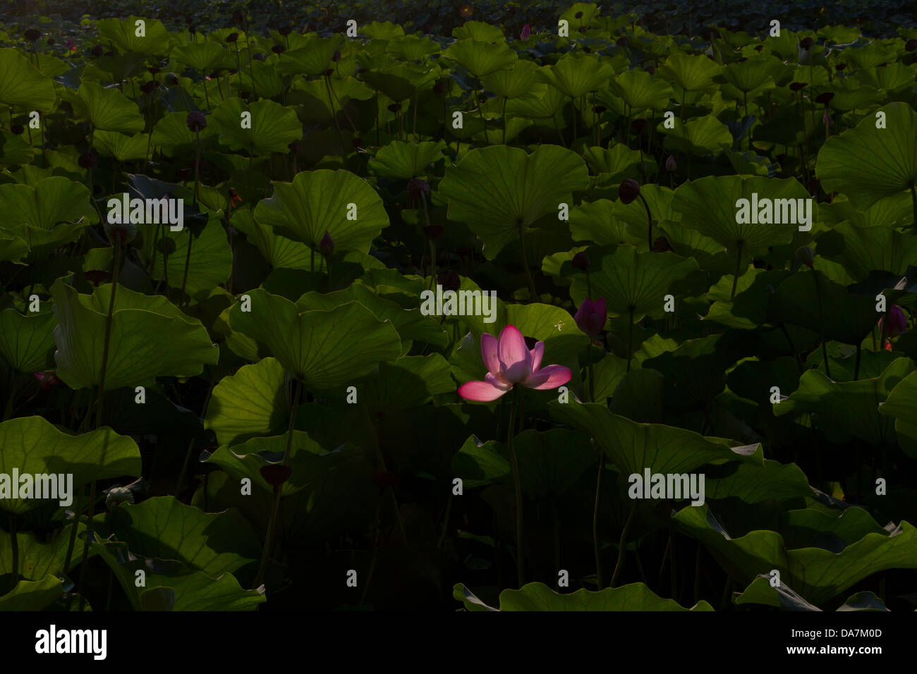 Flowering Water Lily, Beijing, China Stock Photo - Alamy