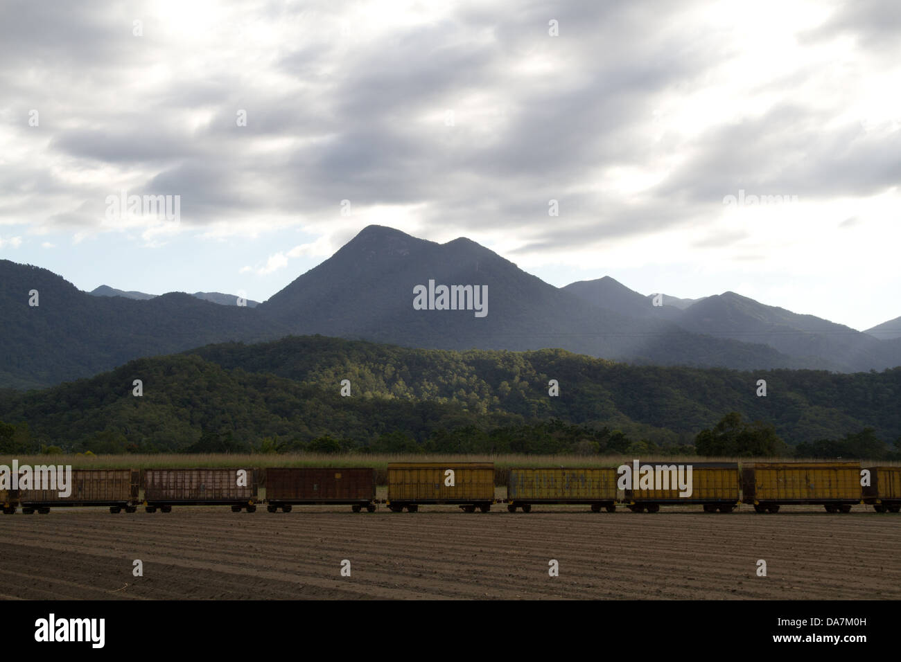 Yellow train carriages across a sugar cane field, North of Port Douglas ...