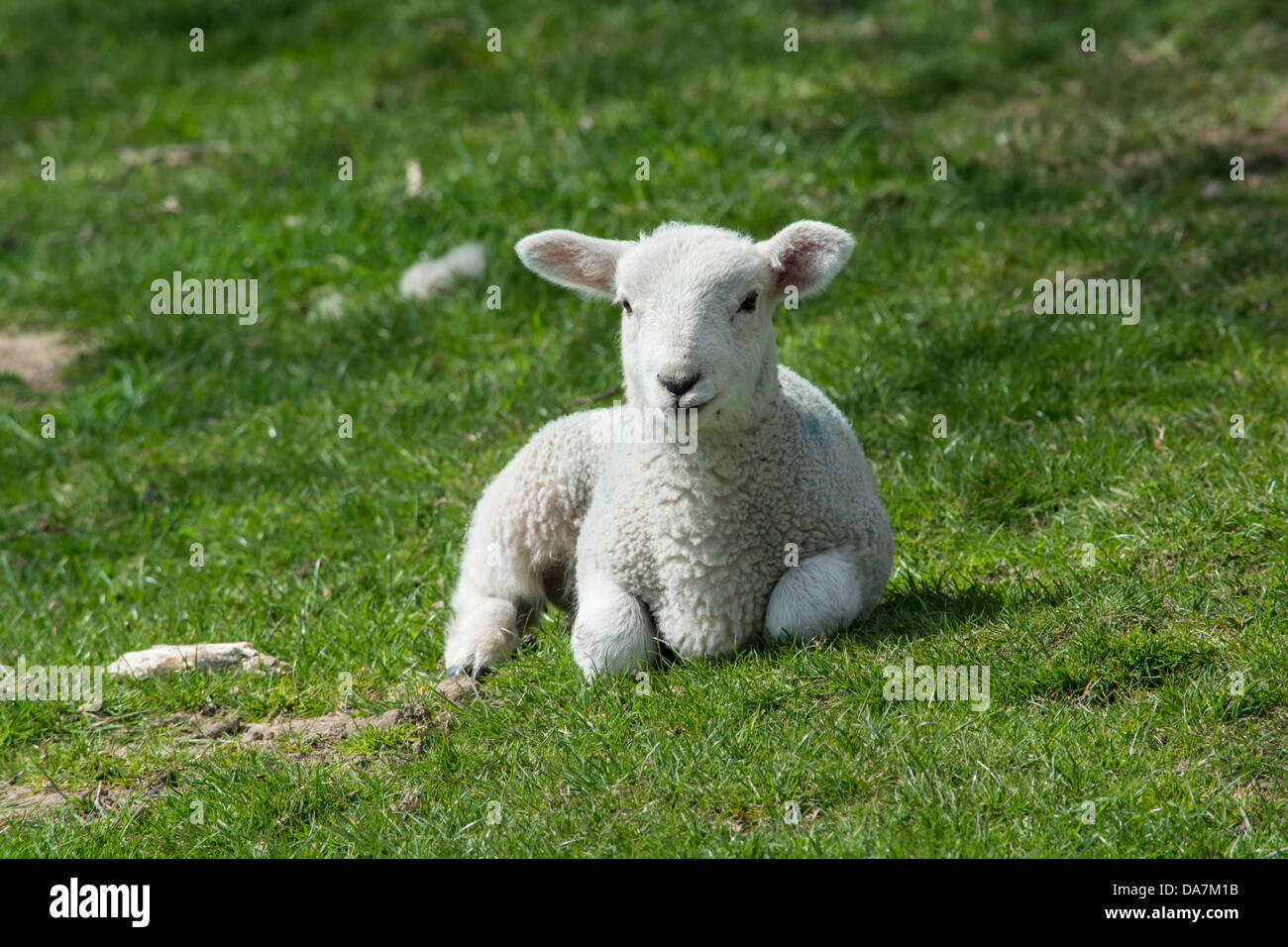 A very lovable looking little lamb Stock Photo - Alamy