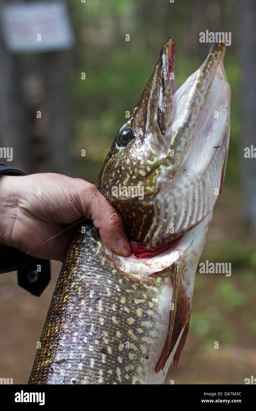 Catch teeth hi-res stock photography and images - Alamy