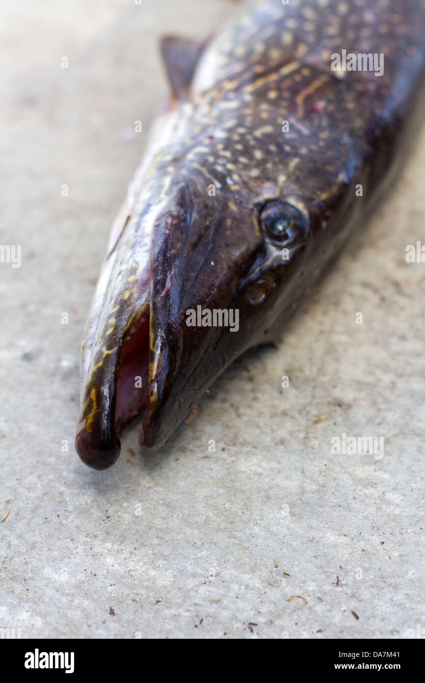 Pike hi-res stock photography and images - Alamy