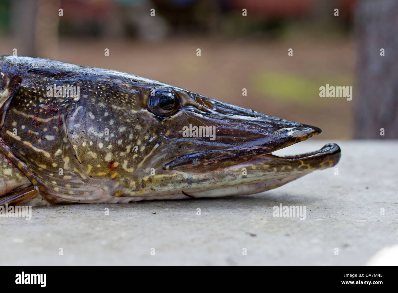 Pike hi-res stock photography and images - Alamy