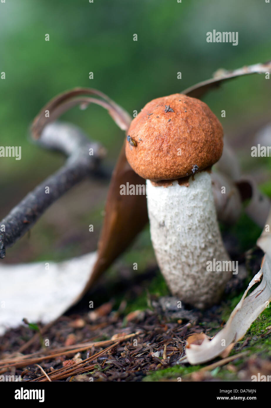 Red cap bolete hi-res stock photography and images - Alamy