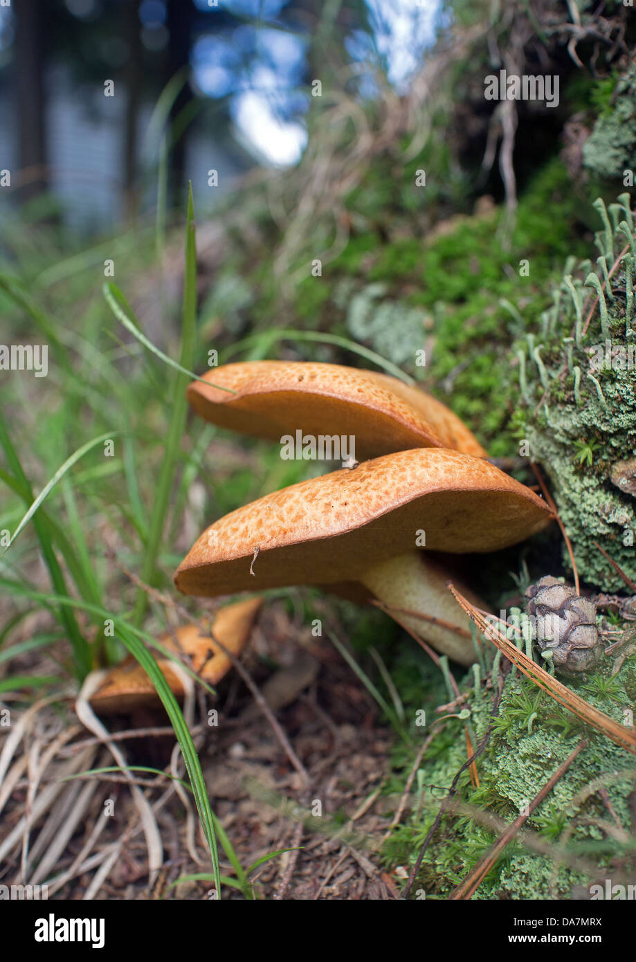 Bolete hi-res stock photography and images - Alamy