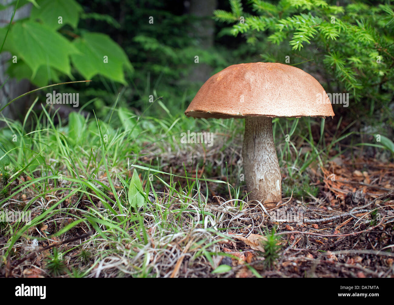 Bolete mushroom hi-res stock photography and images - Alamy