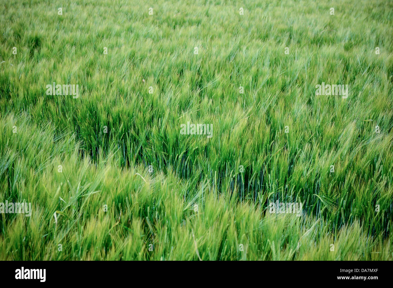 simple green field background Stock Photo - Alamy