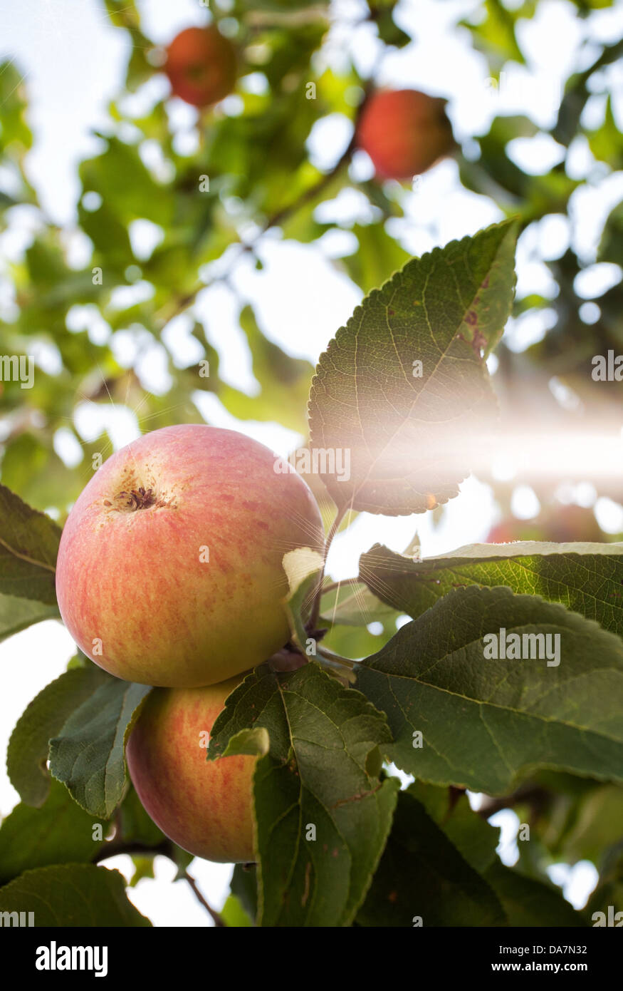 Apple on apple tree with sunflare Stock Photo - Alamy