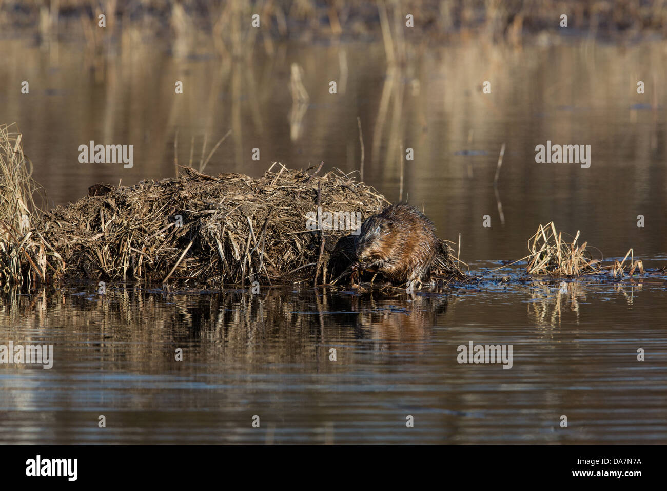 Muskrat house hi-res stock photography and images - Alamy