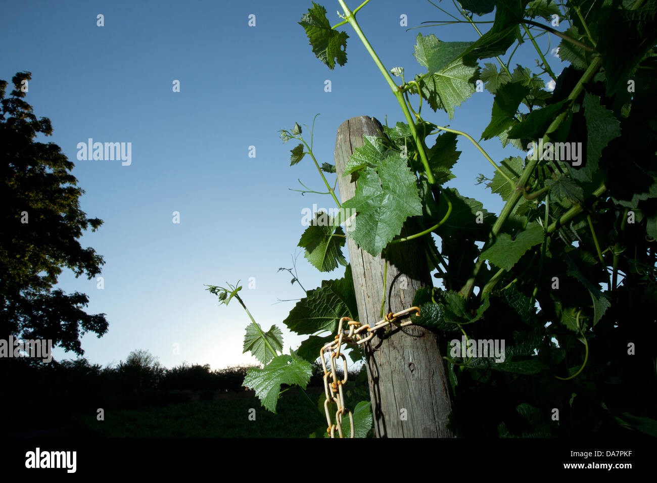 Pinot Noir grape vines at sunset around a post with a chain Stock Photo ...