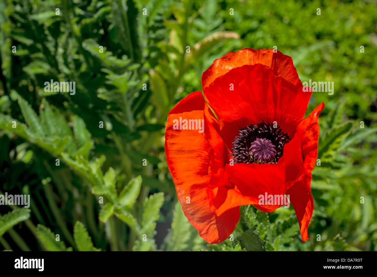 Natural poppy in a flower garden Stock Photo - Alamy
