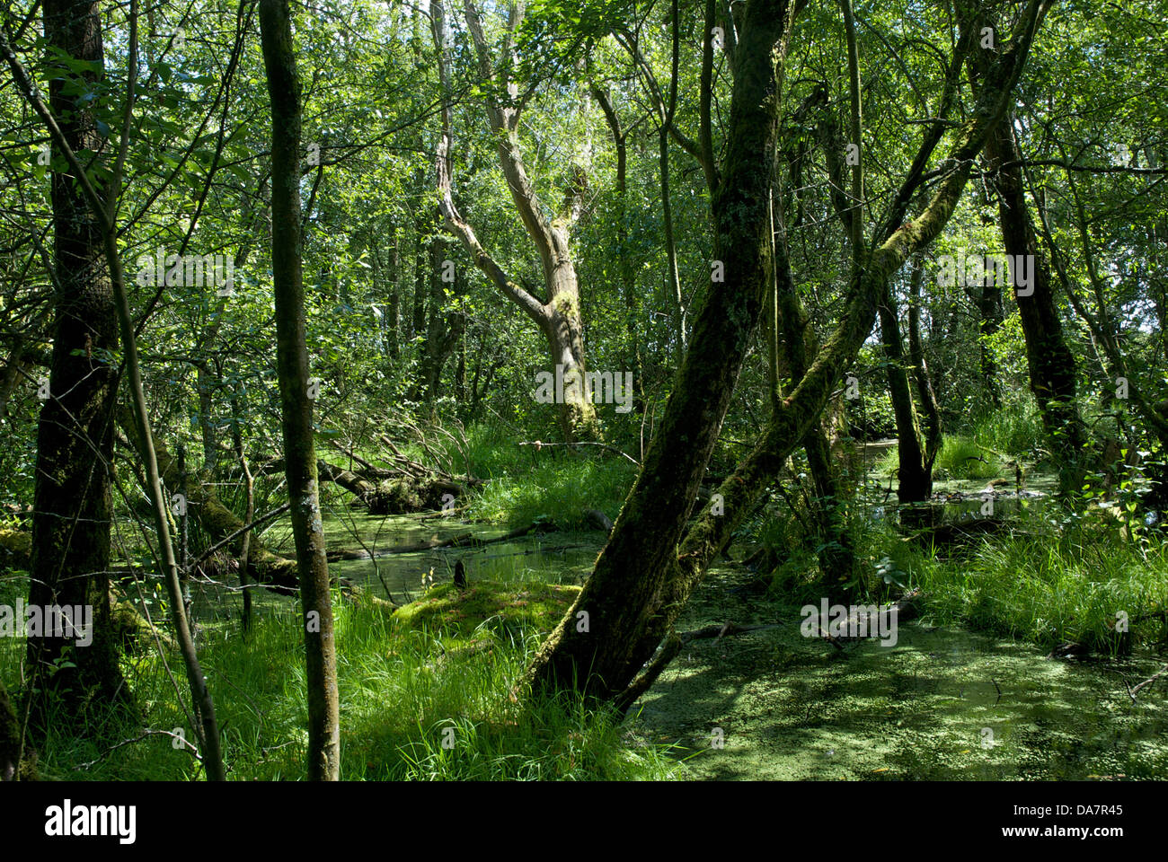 Woodland and wetland at Next Ness, a Cumbria Wildlife Trust nature ...