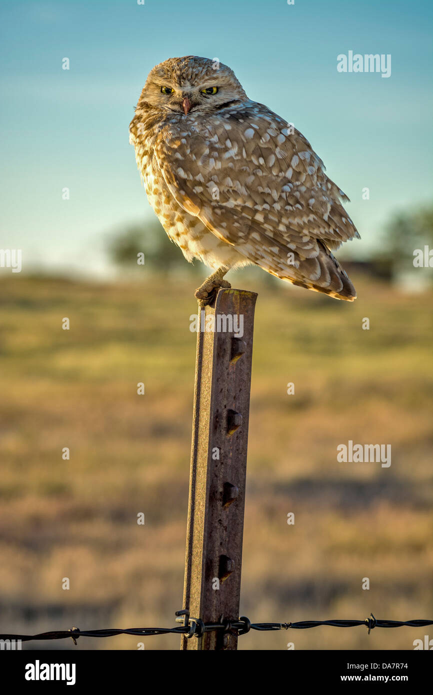 Single Owl on a fence post Stock Photo - Alamy