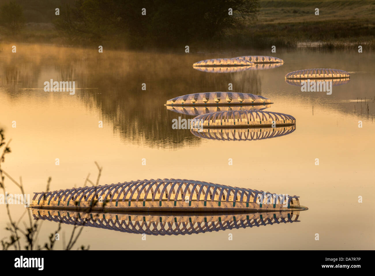 Diatoms hi-res stock photography and images - Alamy