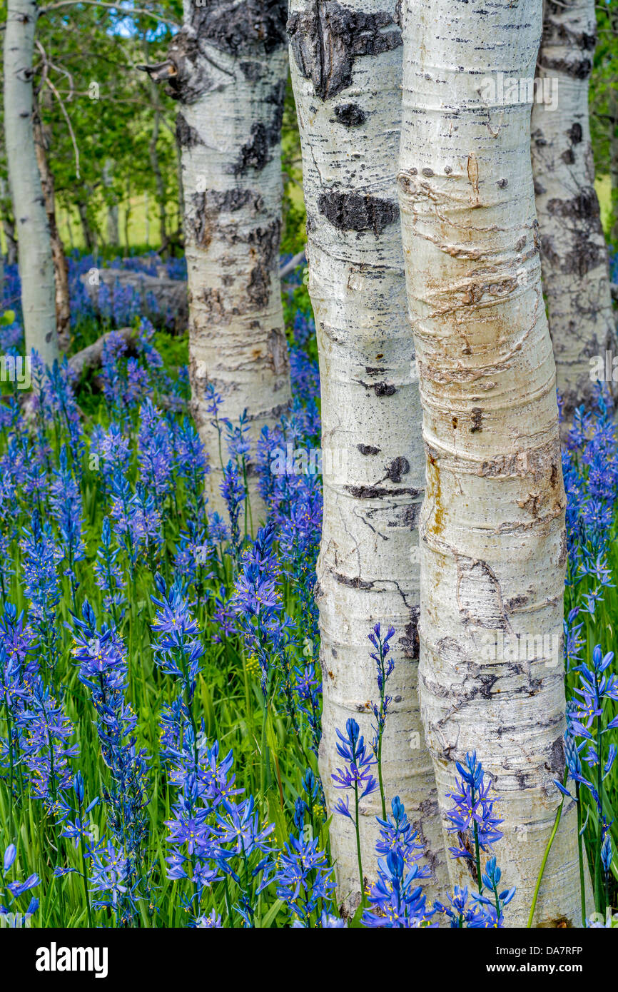 Small grove of aspens and flowers Stock Photo - Alamy