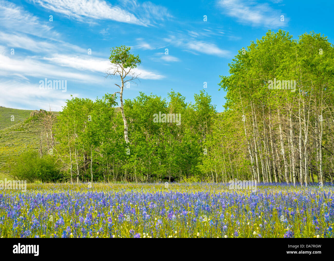 Nature landscape of blue flowers and aspen trees Stock Photo - Alamy