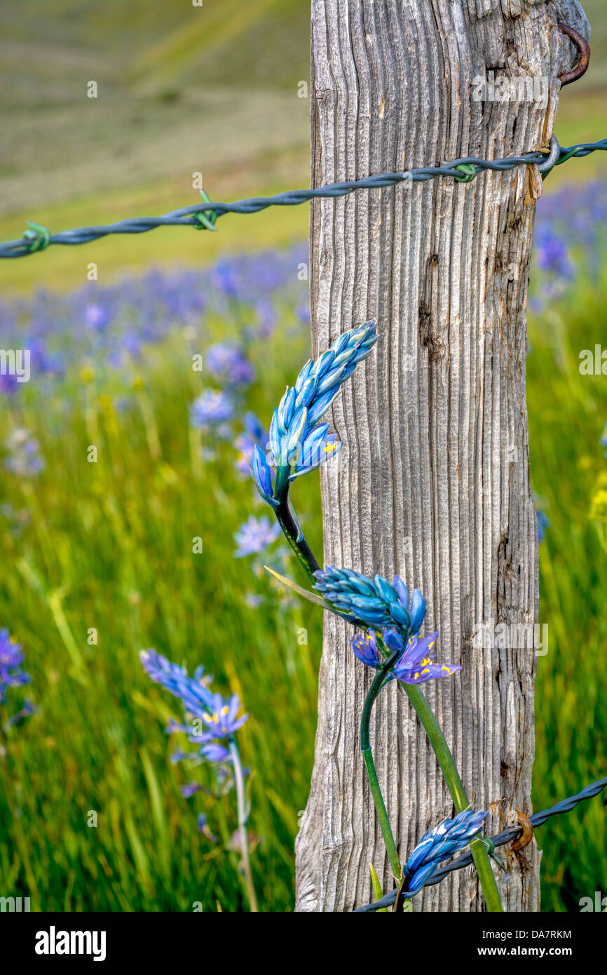 Fence in nature hi-res stock photography and images - Alamy