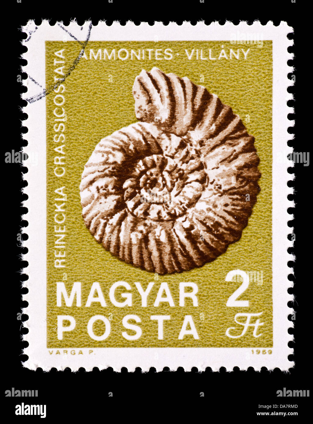 Postage stamp from Hungary depicting a fossilized ammonite Stock Photo ...
