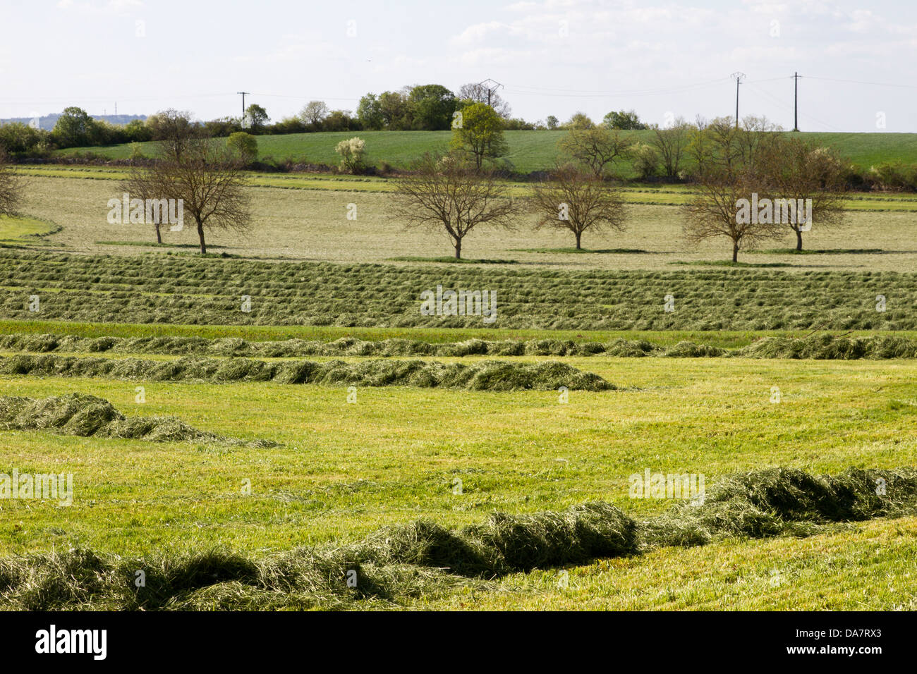 Rows of hay being harvested in spring in a bucolic pasture in Aquitaine ...