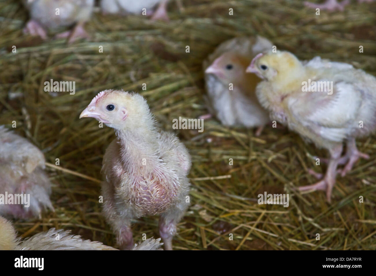 Baby chicks hi-res stock photography and images - Alamy