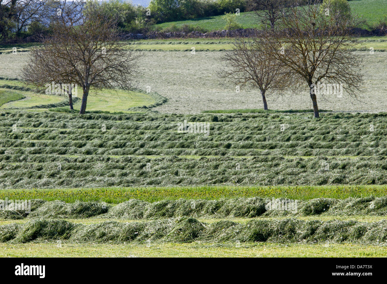 Rows of hay being harvested in spring in a bucolic pasture with trees ...