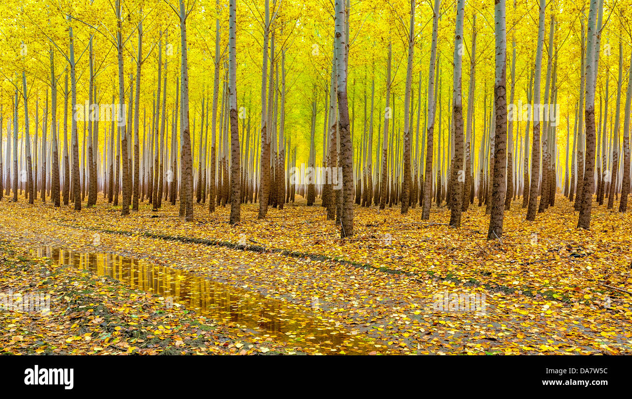 Full bloom in the forest hi-res stock photography and images - Alamy