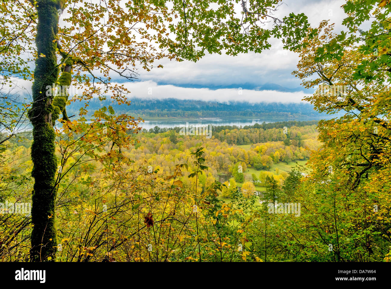 Beautiful Fall trees in Oregon Stock Photo - Alamy