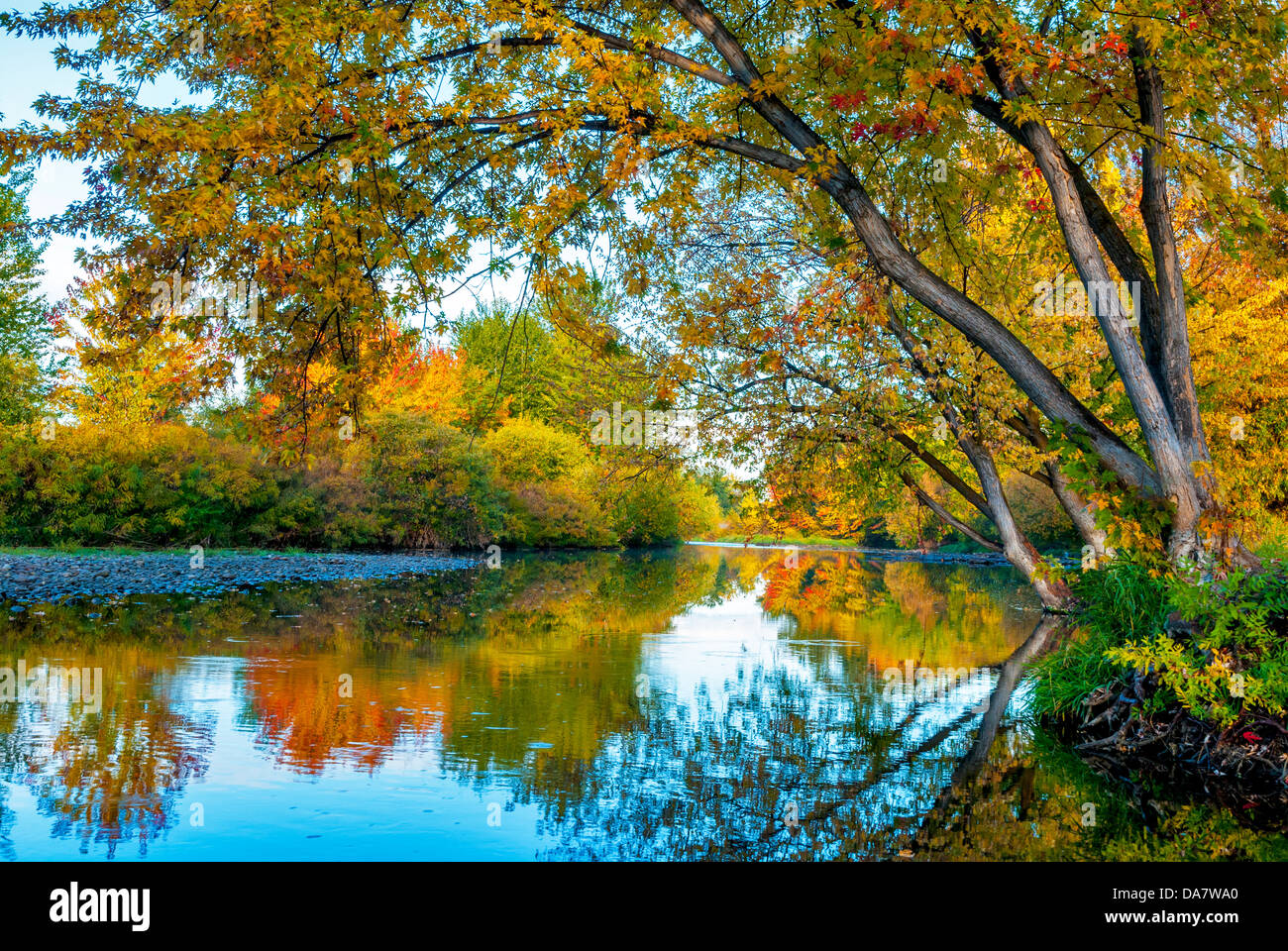 Reflection of trees in a river in the fall Stock Photo - Alamy