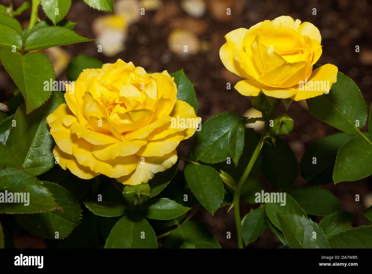 2 yellow roses Stock Photo - Alamy