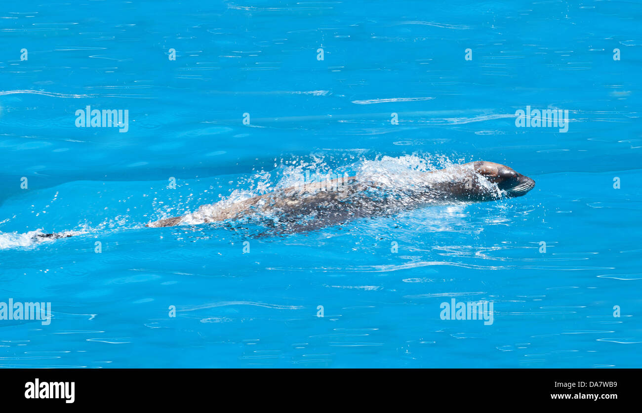 Harbor Seals in the pool Stock Photo - Alamy