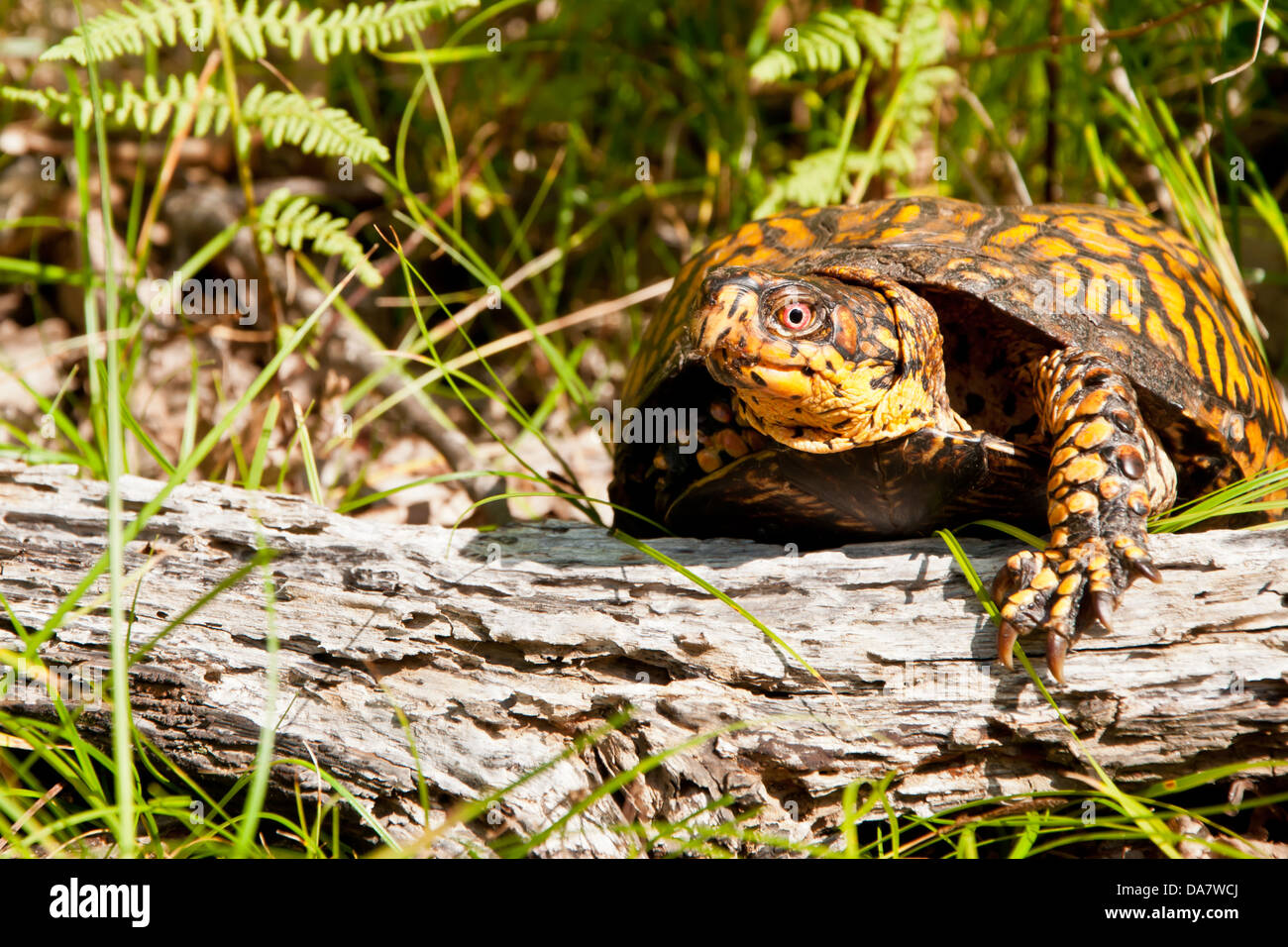 Eastern box turtle hi-res stock photography and images - Alamy