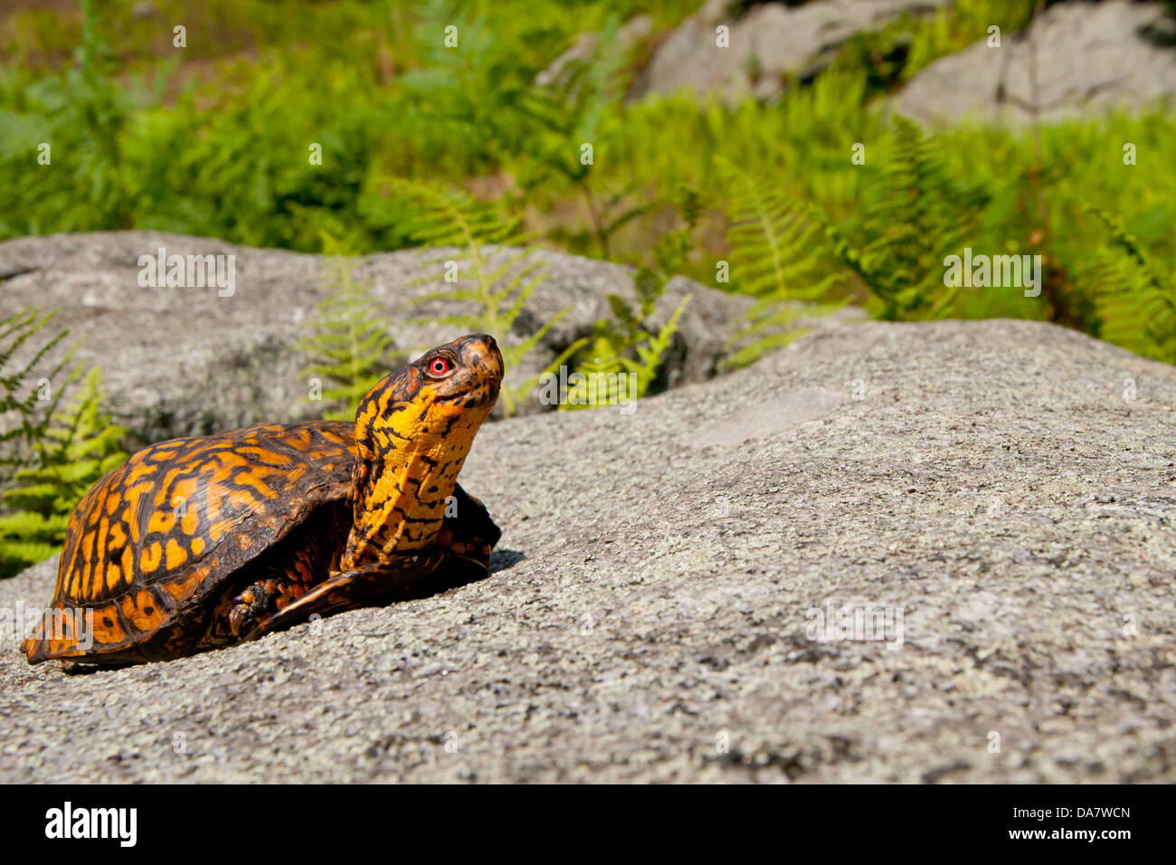 Eastern Box Turtle Stock Photo - Alamy