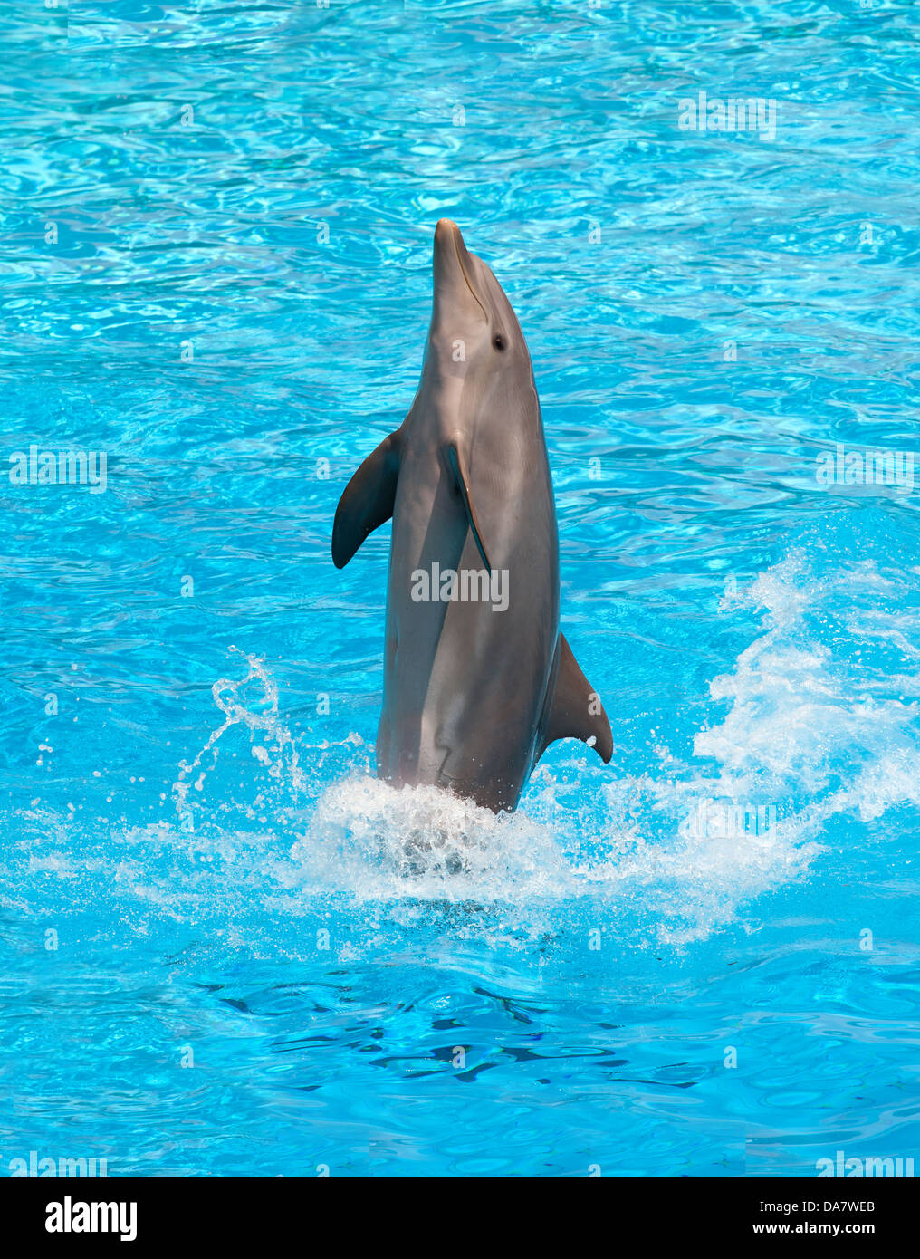 Dolphin jumping in the pool during acrobatic show Stock Photo - Alamy