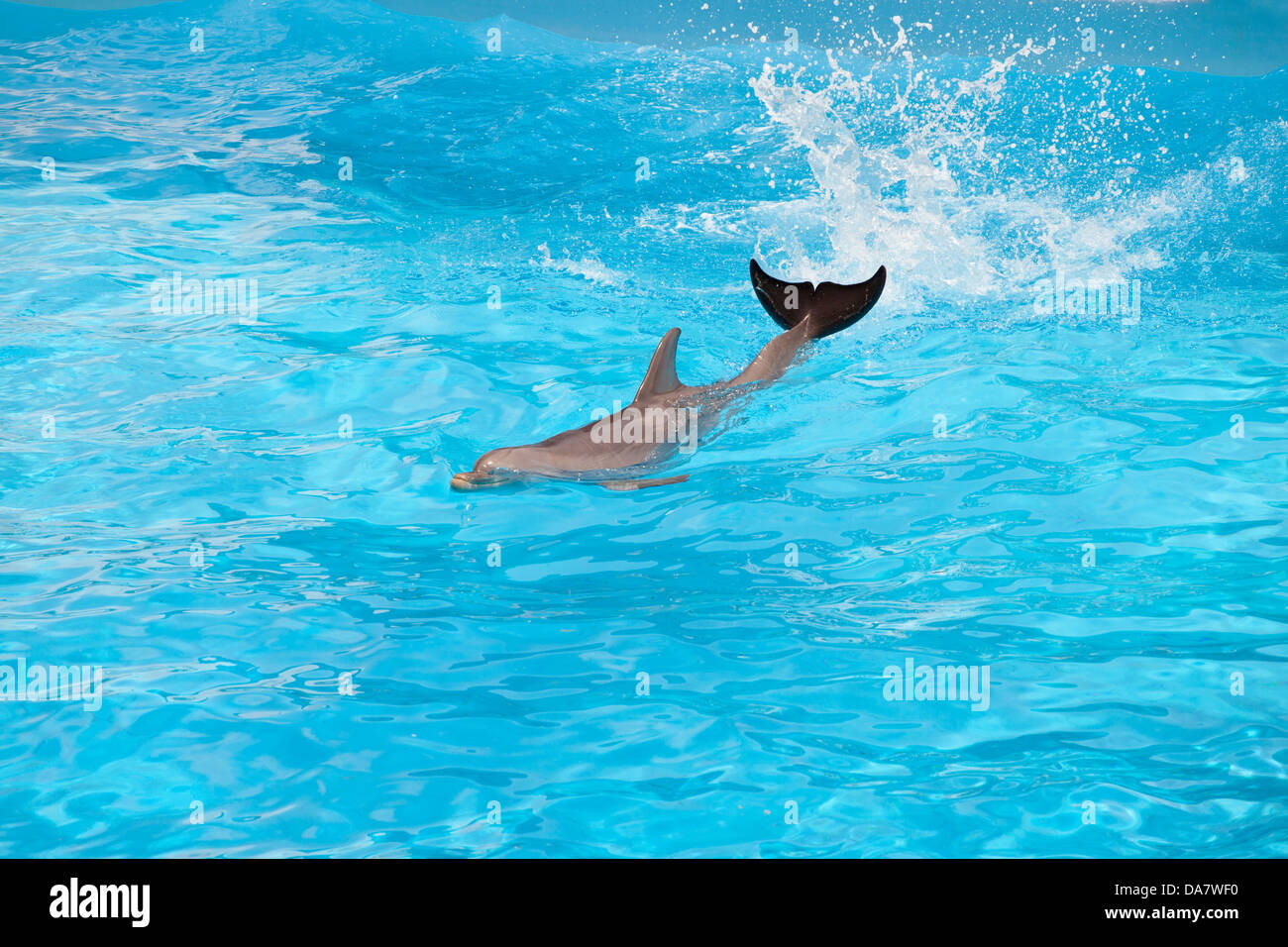 Dolphin jumping in the pool during acrobatic show Stock Photo - Alamy