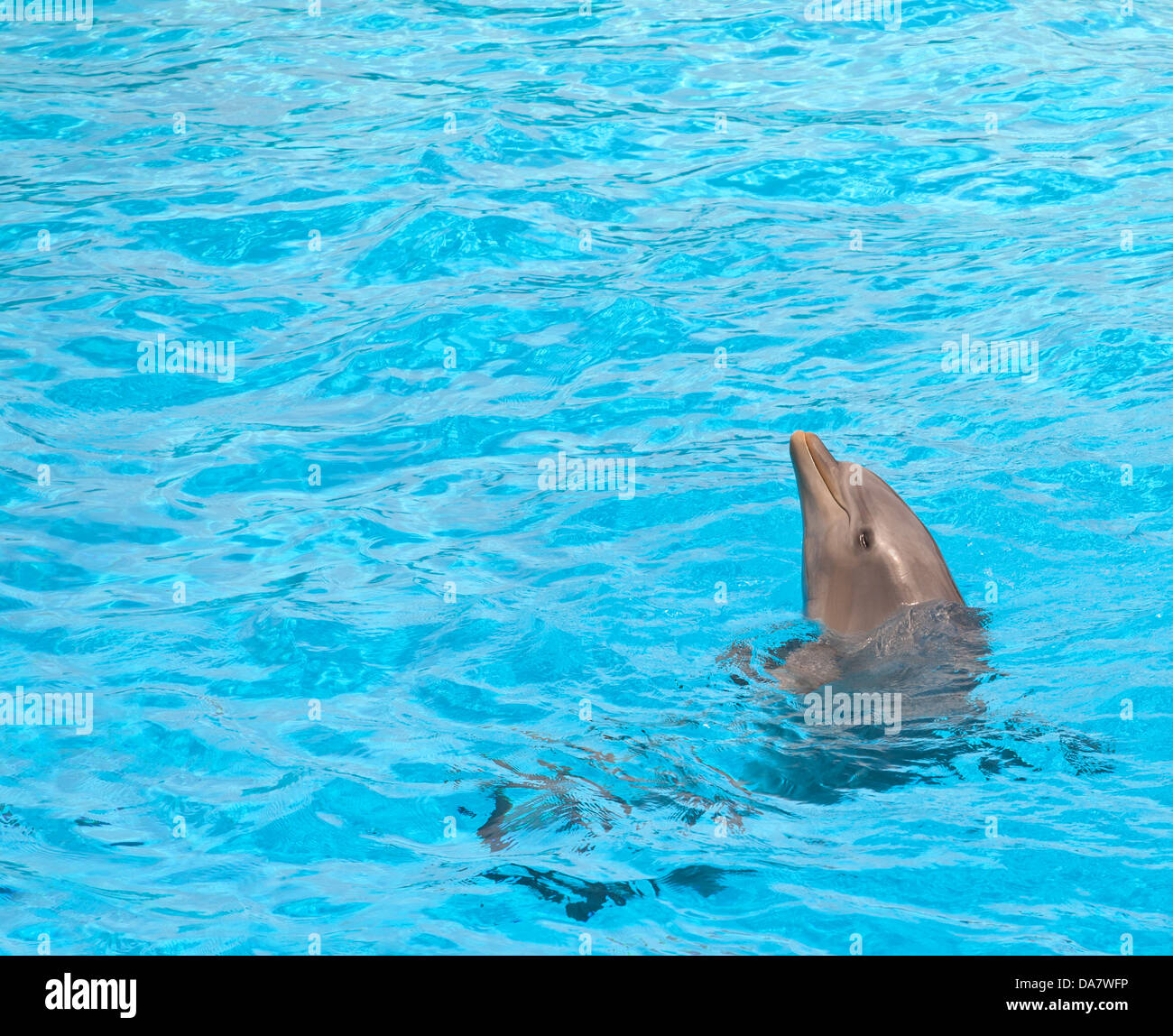 Jump swimming pool splash hi-res stock photography and images - Alamy