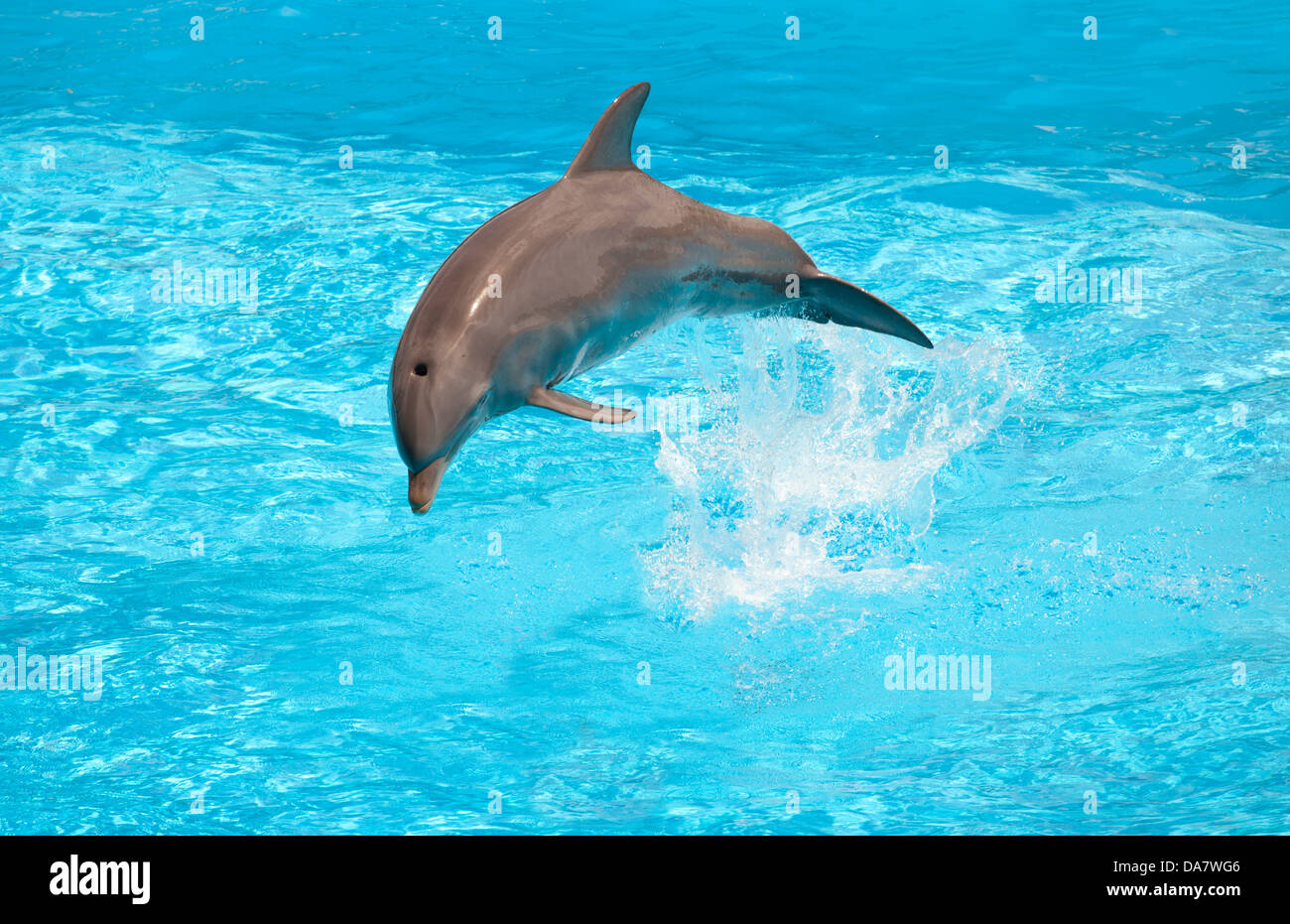 Dolphin jumping in the pool during acrobatic show Stock Photo - Alamy