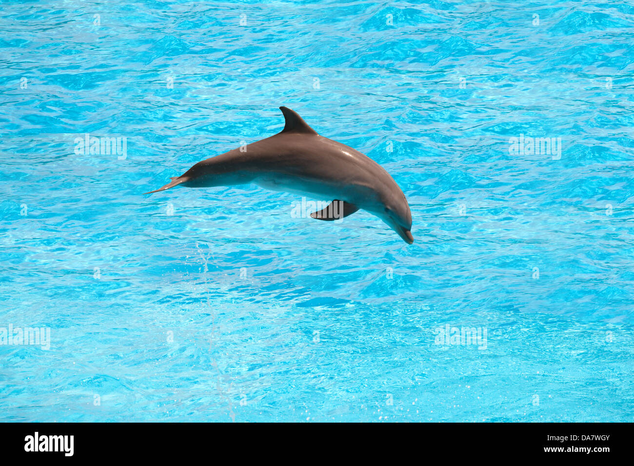 Dolphin jumping in the pool during acrobatic show Stock Photo - Alamy